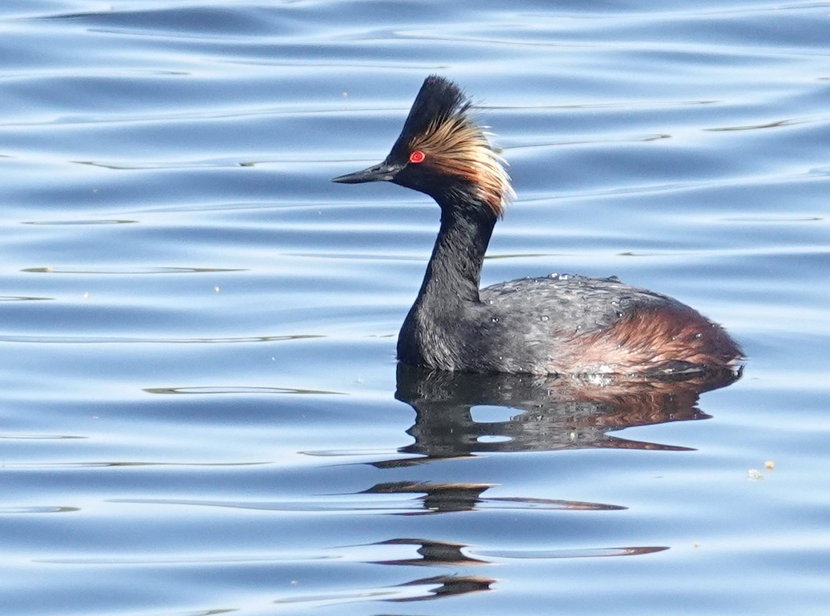ML634481869 - Eared Grebe - Macaulay Library