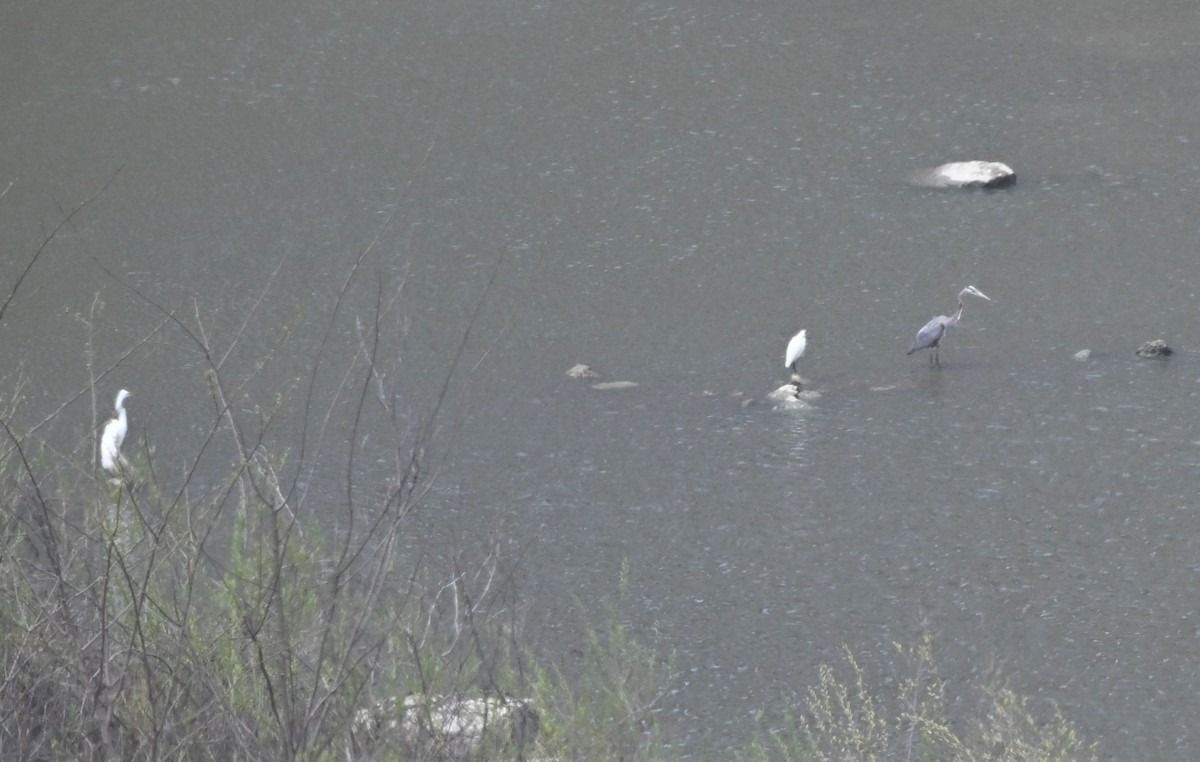 eBird Checklist - 26 Apr 2025 - Elmhurst Quarry (restricted access ...