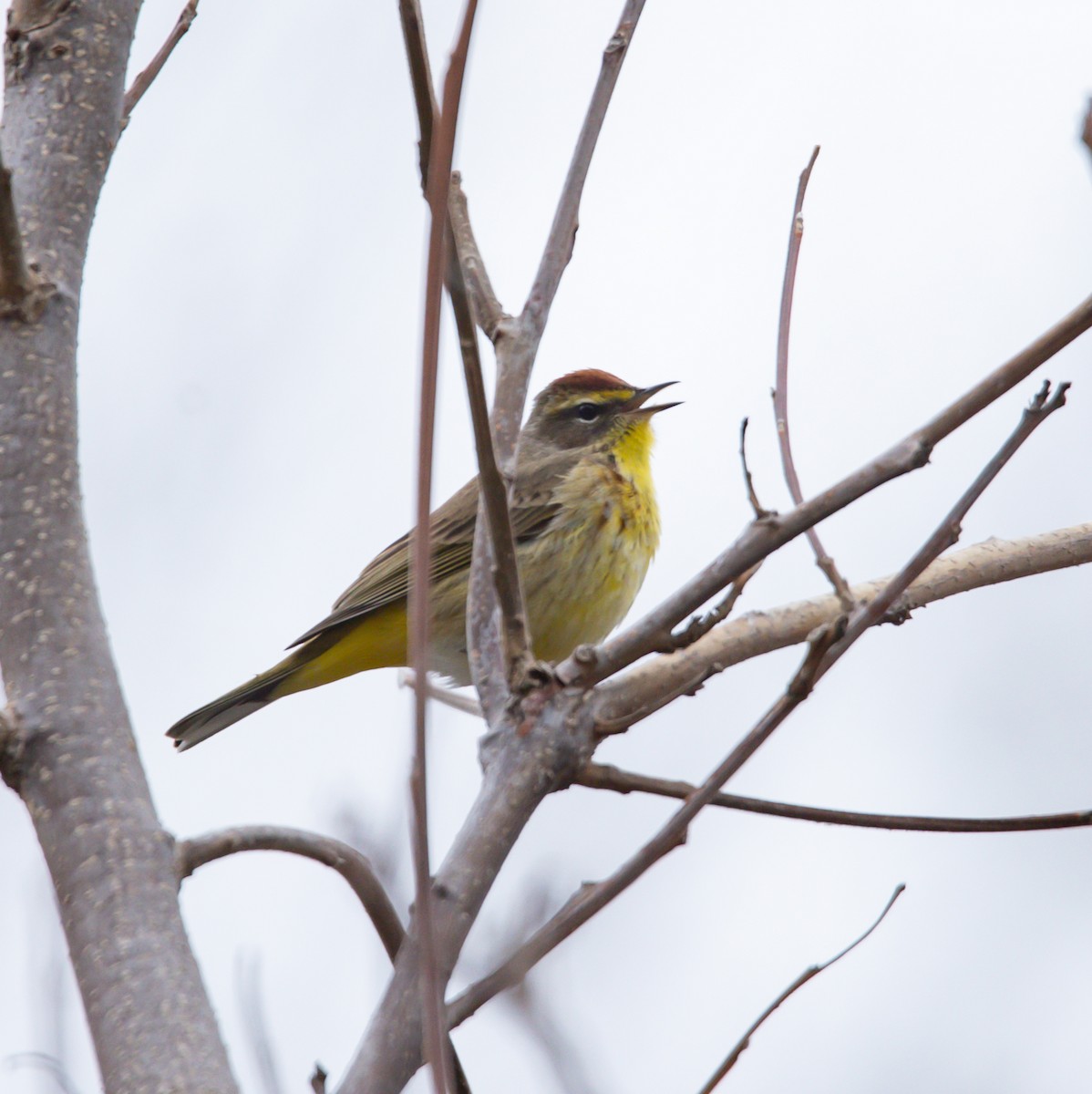 eBird Checklist - 26 Apr 2025 - Sibbald Point Provincial Park - 17 species
