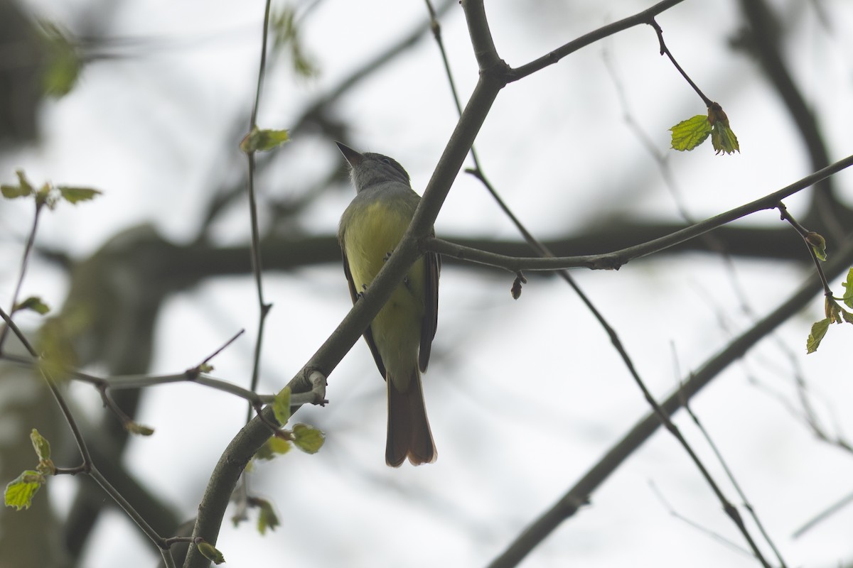 eBird Checklist - 26 Apr 2025 - Ashland Nature Center and Hawk Watch ...