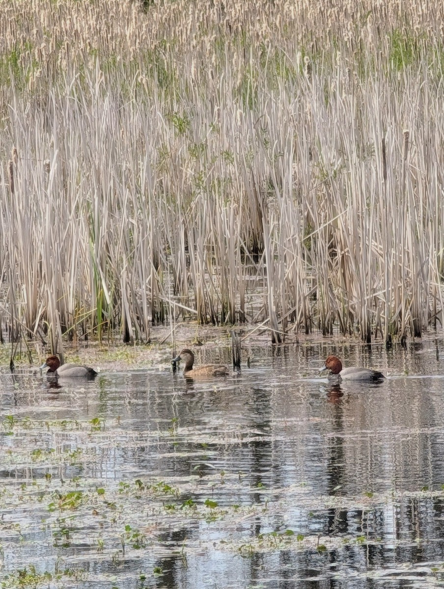 eBird Checklist - 26 Apr 2025 - Ridgefield NWR--River 'S' Unit - 60 ...