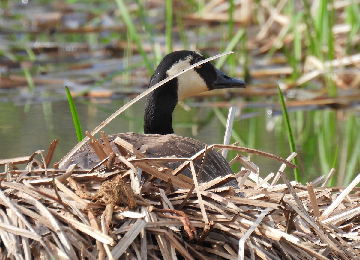 Pennsylvania Bird Atlas Checklist - 22 Apr 2025 - Wingfield Pines - 26 ...