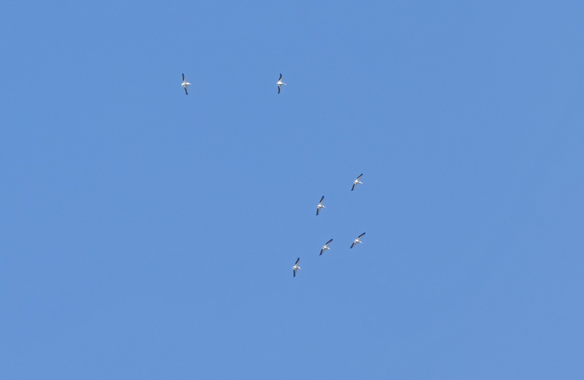 eBird Checklist - 28 Mar 2025 - Cueva de los Portales - 27 species