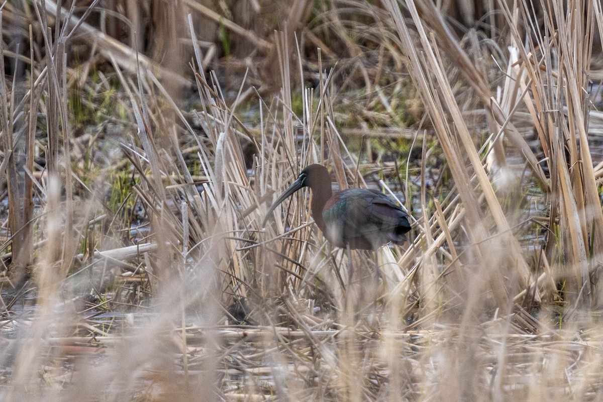 eBird Checklist - 26 Apr 2025 - Horicon NWR--Hwy. 49 (Fond du Lac Co ...