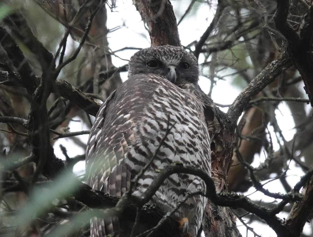 ML634493911 - Powerful Owl - Macaulay Library