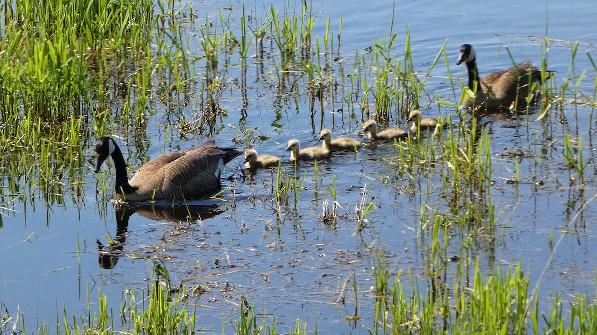 eBird Checklist - 23 Apr 2025 - Billy Frank Jr. Nisqually NWR - 44 ...