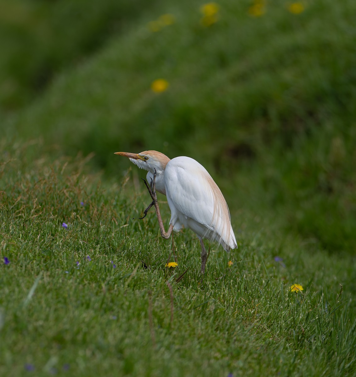Pennsylvania Bird Atlas Checklist - 26 Apr 2025 - 205 Sparton Road, York, Pennsylvania, US (39. ...
