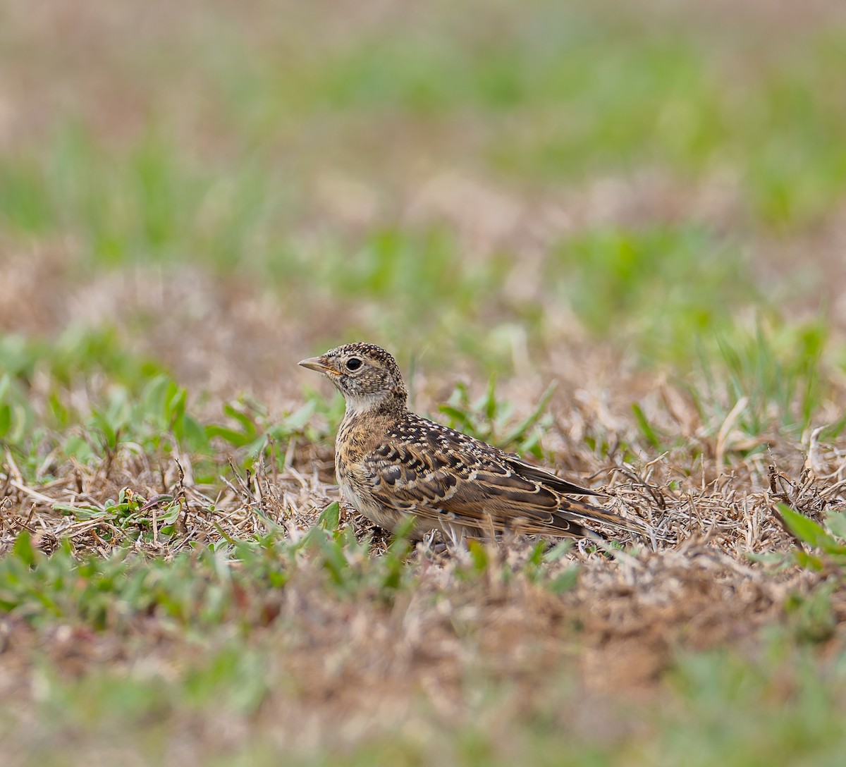Pennsylvania Bird Atlas Checklist - 26 Apr 2025 - 1266 South Pleasant ...