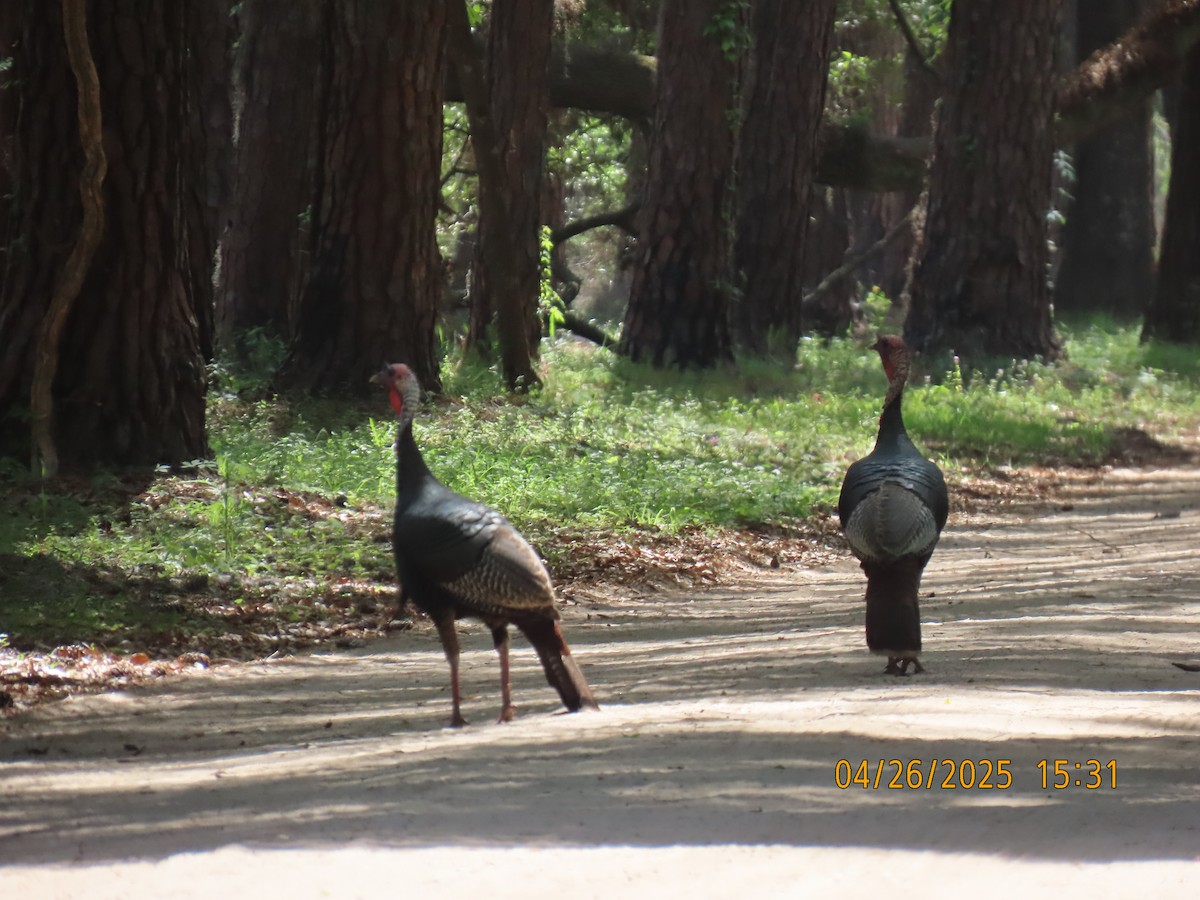 eBird Checklist - 26 Apr 2025 - Botany Bay Plantation WMA - 76 species