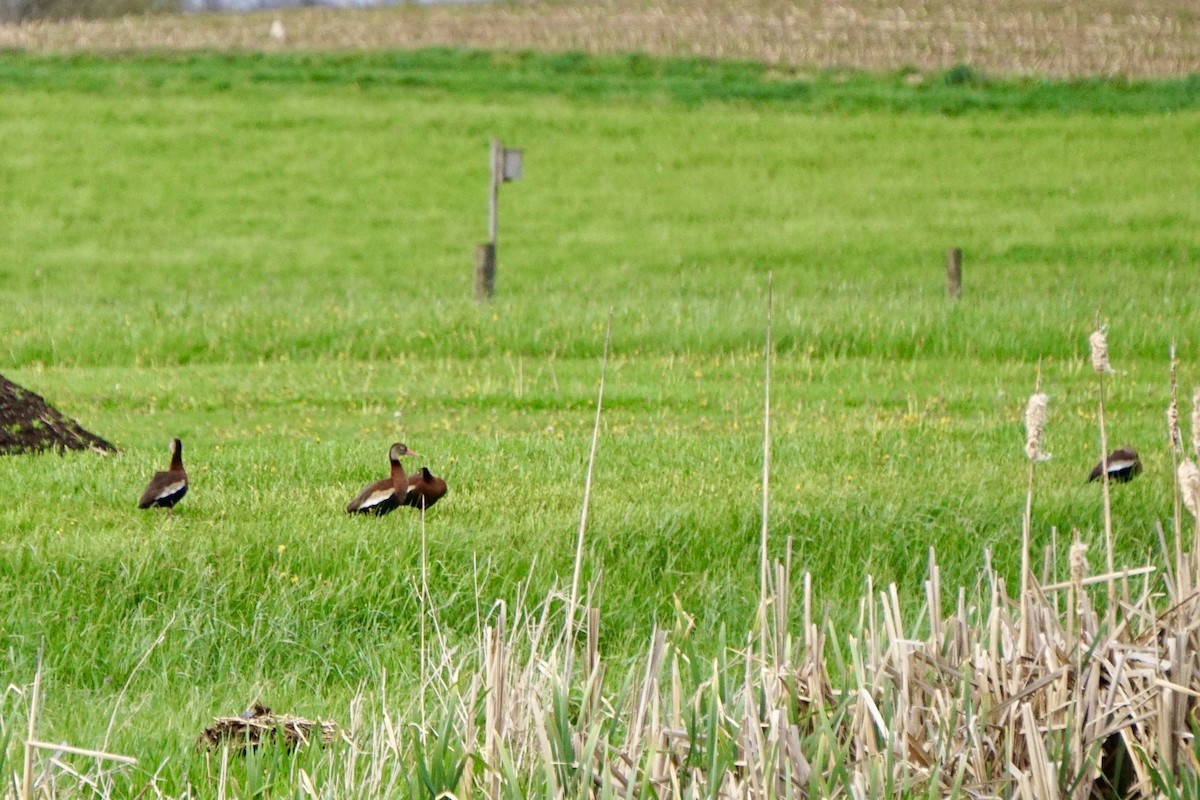 eBird Checklist - 26 Apr 2025 - 2661–2691 Selby Rd, Wooster US-OH 40.77392, -81.91077 - 1 species