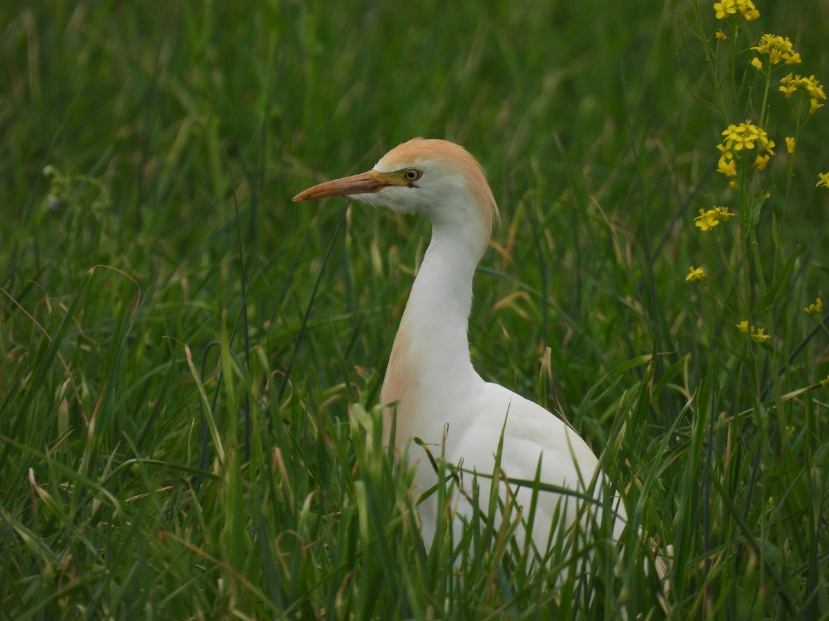 Pennsylvania Bird Atlas Checklist - 26 Apr 2025 - William H. Kain ...