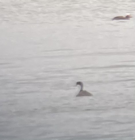ML634501453 - Western Grebe - Macaulay Library