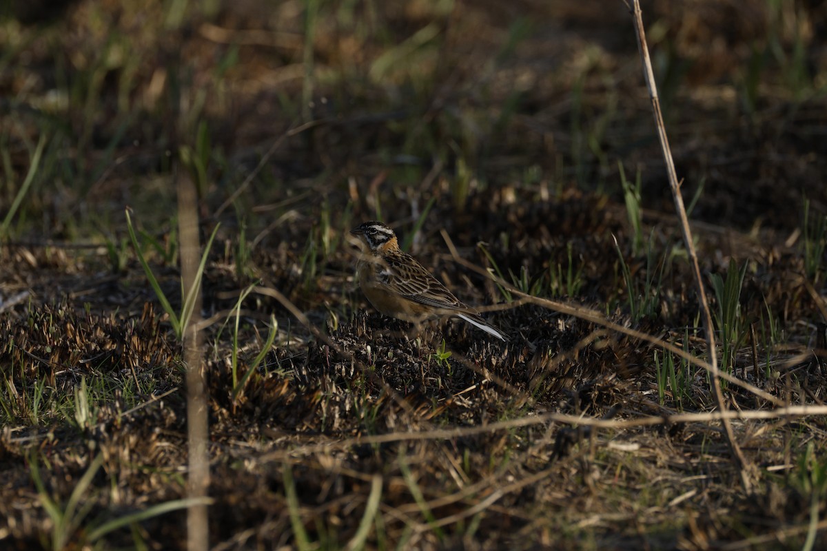 eBird Checklist - 26 Apr 2025 - Killdeer (Tinley Creek) Wetlands - 19 species