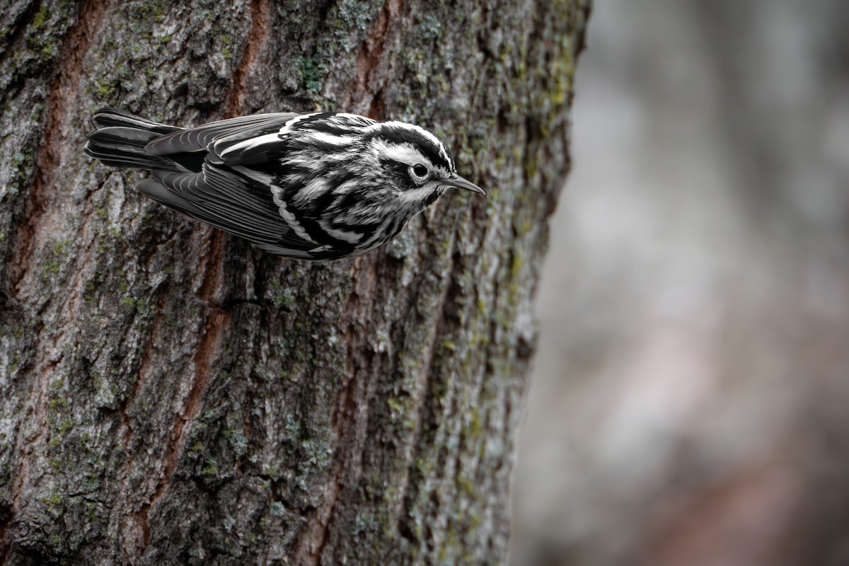 eBird Checklist - 26 Apr 2025 - Montrose Point Bird Sanctuary, Lincoln ...