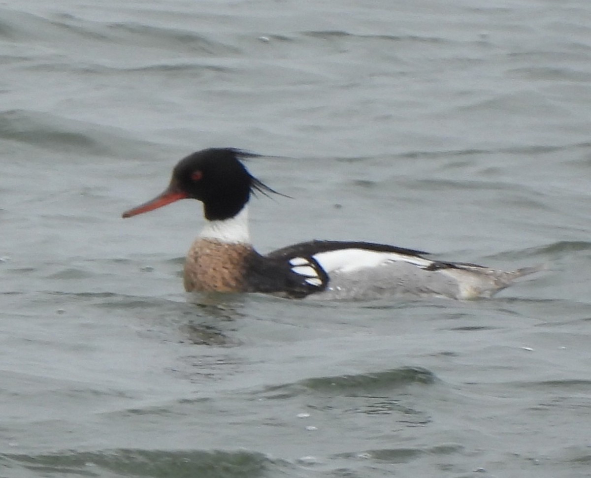 eBird Checklist - 26 Apr 2025 - Tokeland--marina - 10 species