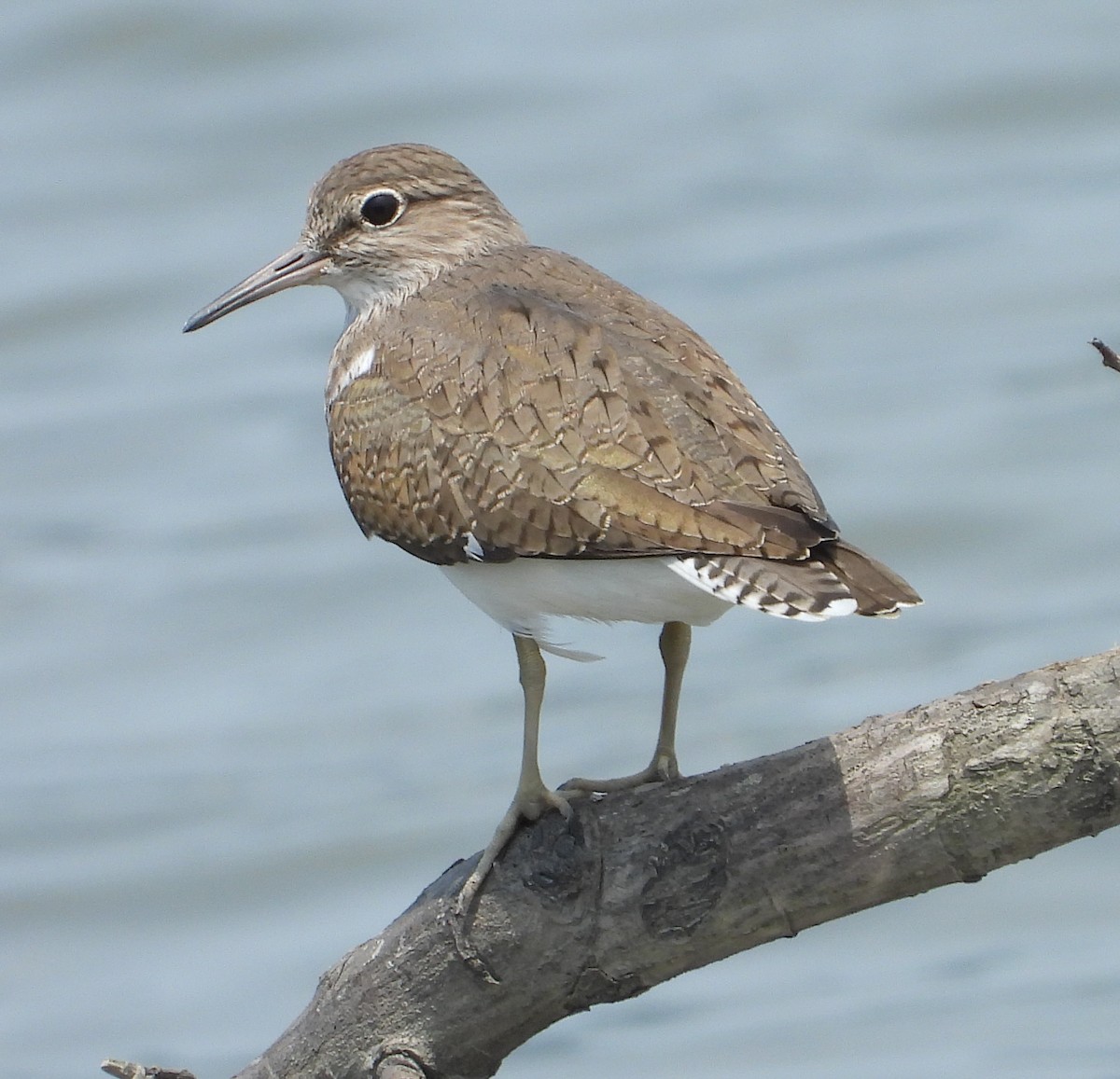 Taiwan Bird Atlas Checklist - 27 Apr 2025 - 台北--蘆洲堤防(Taipei--Luzhou ...