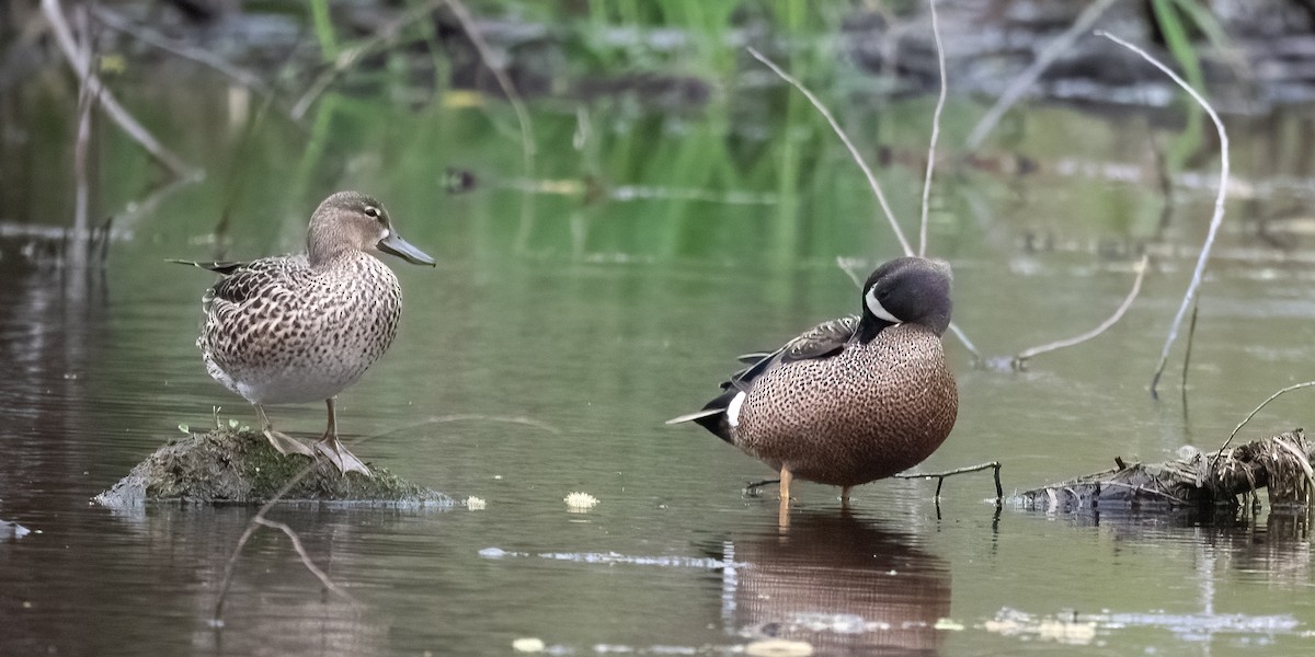 eBird Checklist - 26 Apr 2025 - Celery Bog Nature Area - 46 species