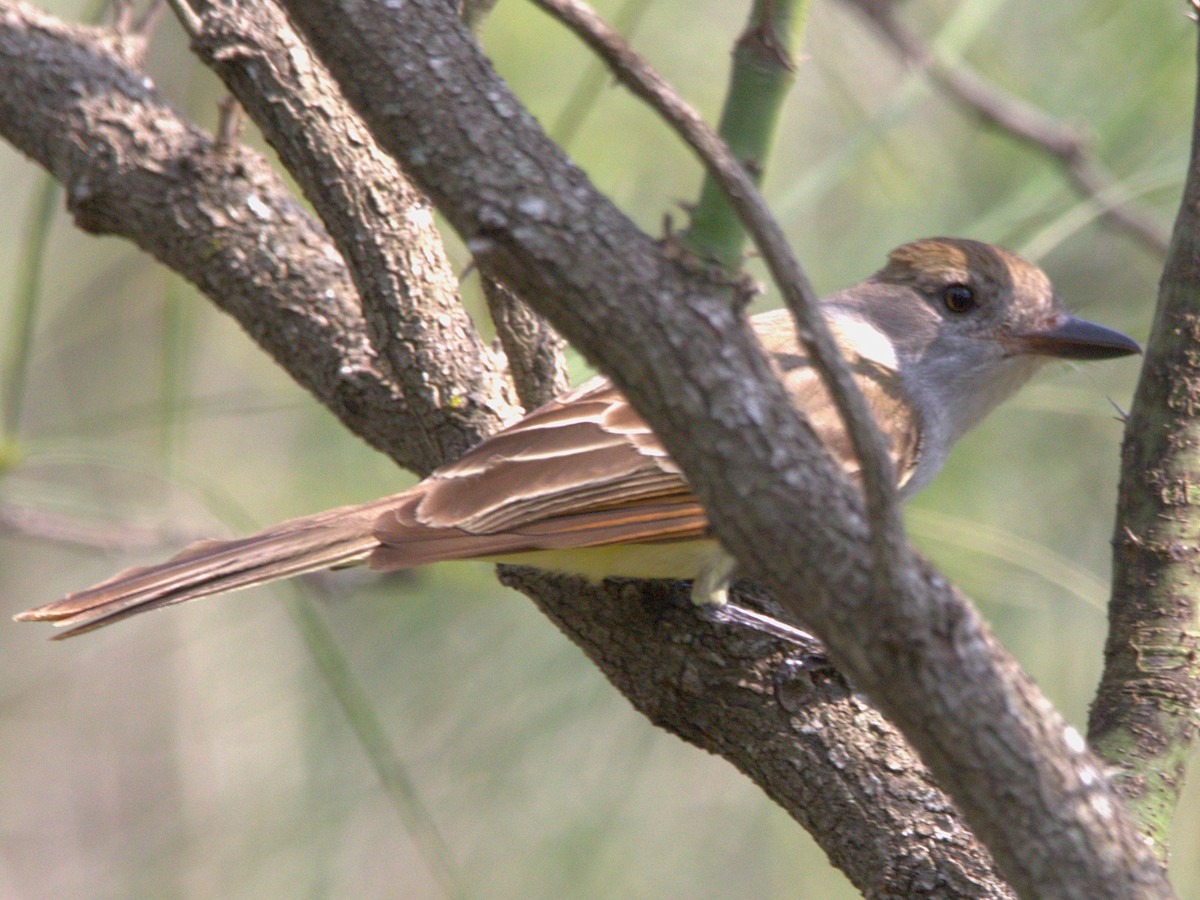 eBird Checklist - 25 Apr 2025 - Santa Ana NWR--Observation Tower - 31 ...