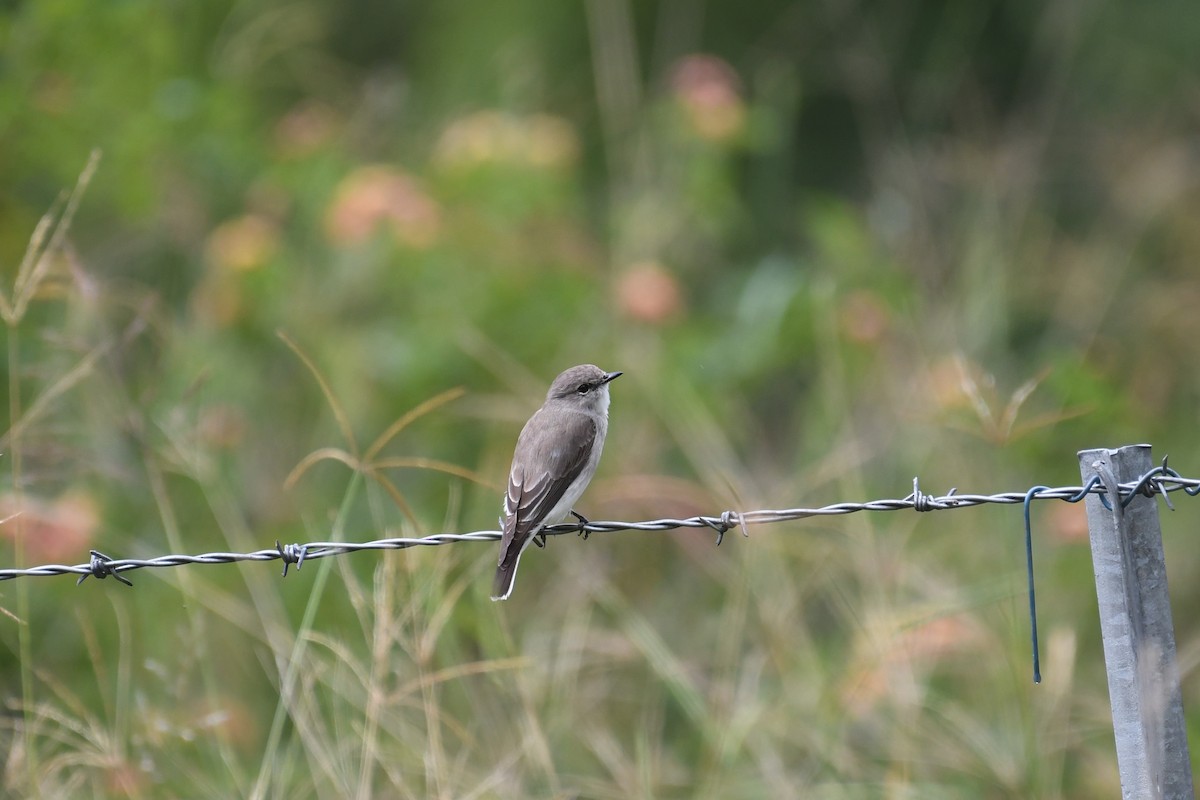eBird Checklist - 27 Apr 2025 - Undullah Road, Undullah, Queensland, AU ...