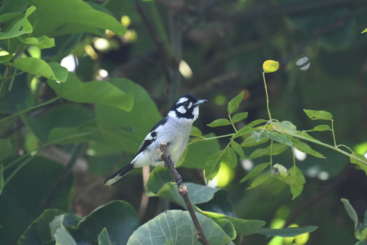 eBird Checklist - 27 Apr 2025 - Mt Elliott Rd east of Flinders Goolman ...