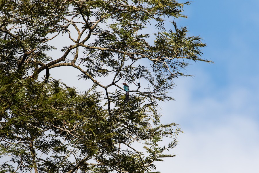 Forest Scimitarbill (Western) - eBird