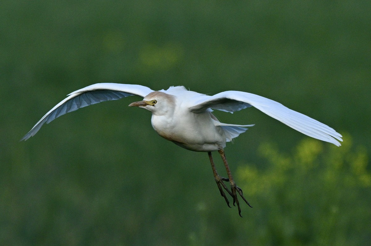 Pennsylvania Bird Atlas Checklist - 26 Apr 2025 - William H. Kain ...