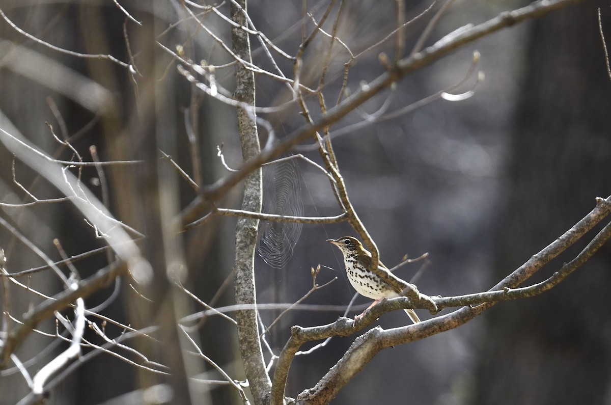 Pennsylvania Bird Atlas Checklist - 23 Apr 2025 - Linn Run State Park ...