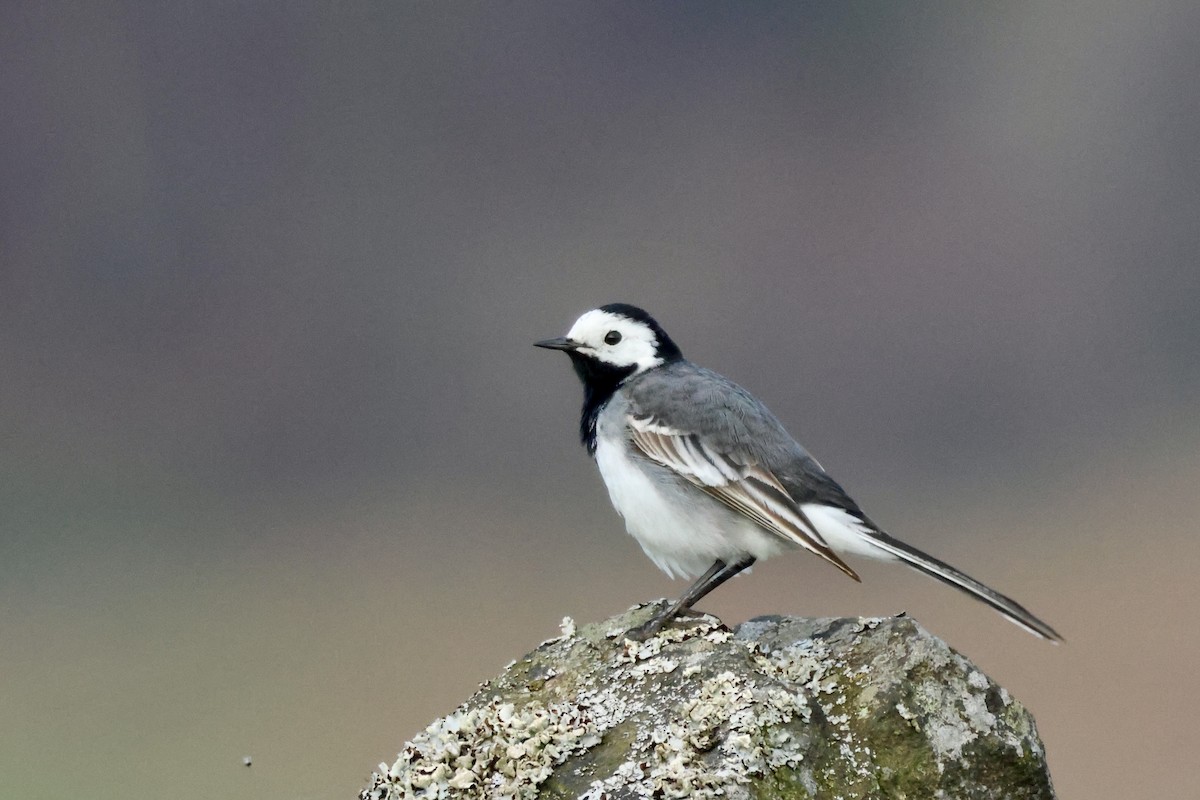 ML634527701 - White Wagtail - Macaulay Library