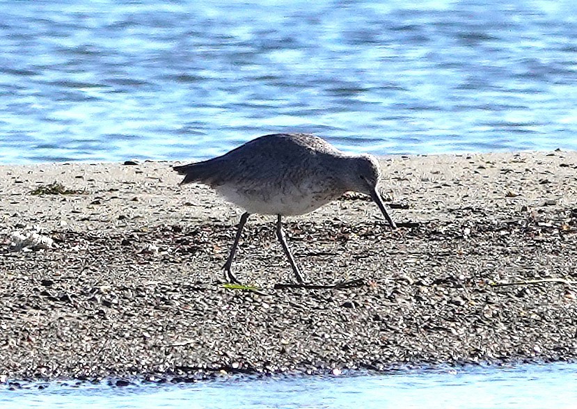 eBird Checklist - 27 Apr 2025 - Presque Isle SP (IBA) - 42 species