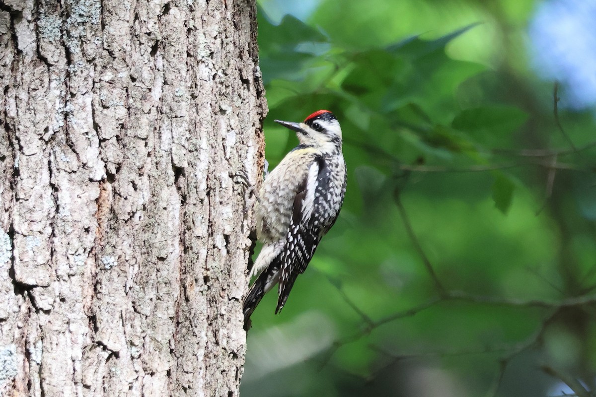 eBird Checklist - 27 Apr 2025 - Blackwater NWR--Tubman Rd. Trail - 25 ...