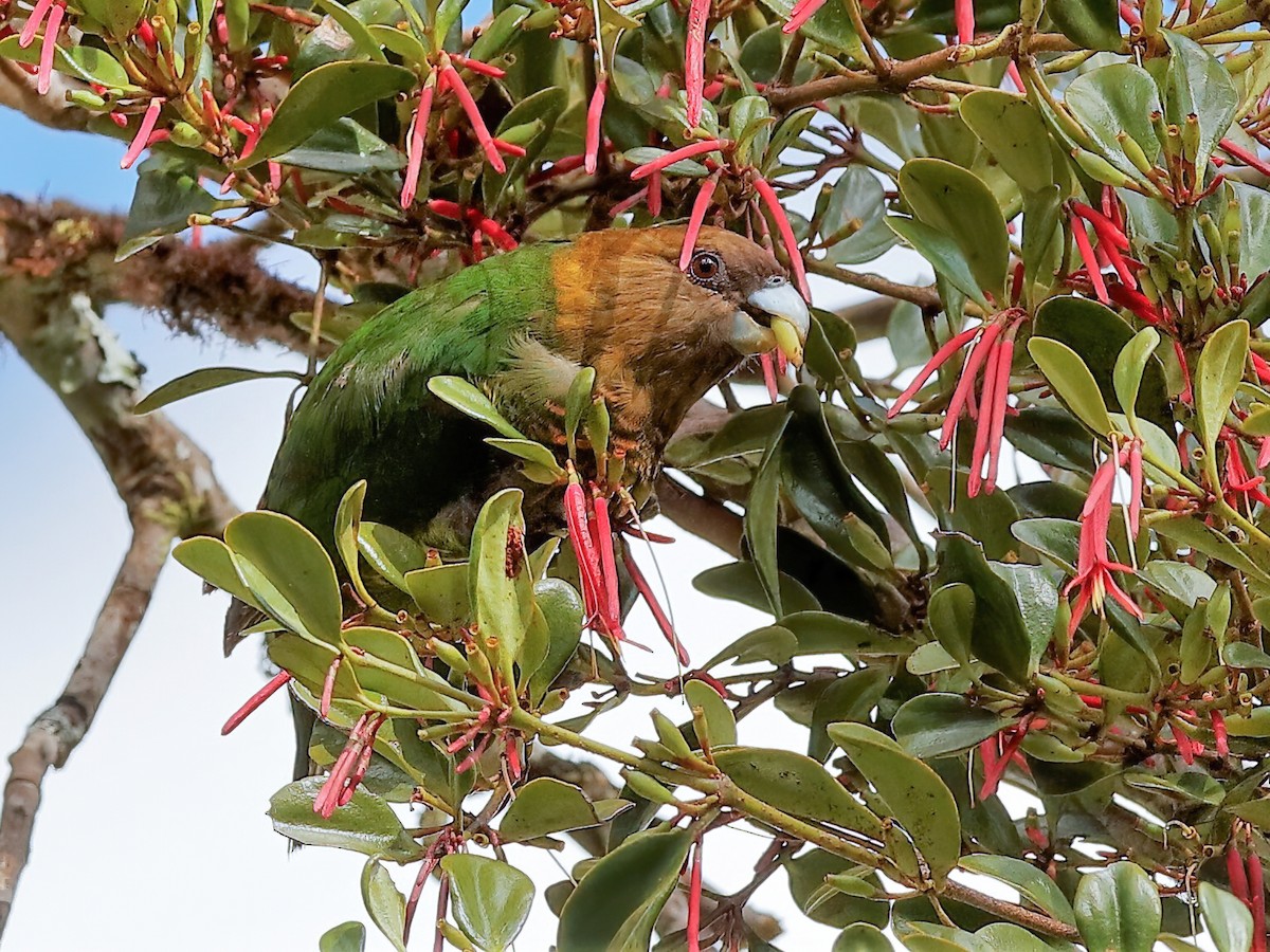Modest Tiger-Parrot - Psittacella modesta - Birds of the World