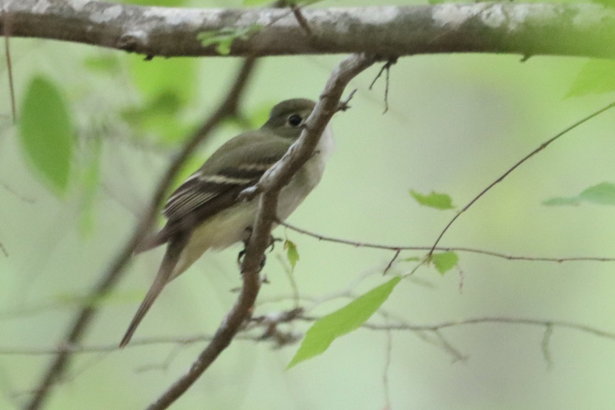 eBird Checklist - 27 Apr 2025 - Stumpy Lake Natural Area - 42 species