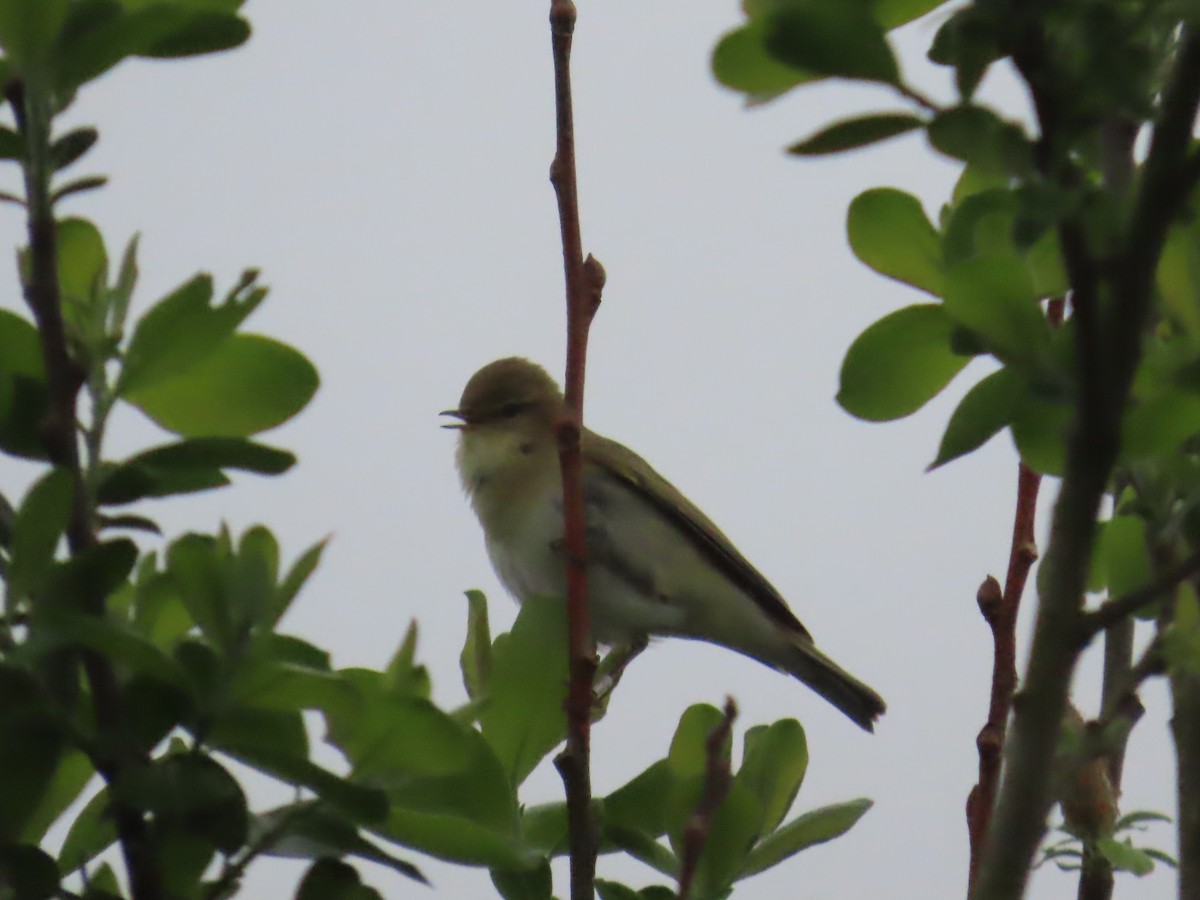 eBird Checklist - 27 Apr 2025 - MWT Ballachurry Nature Reserve - 5 species