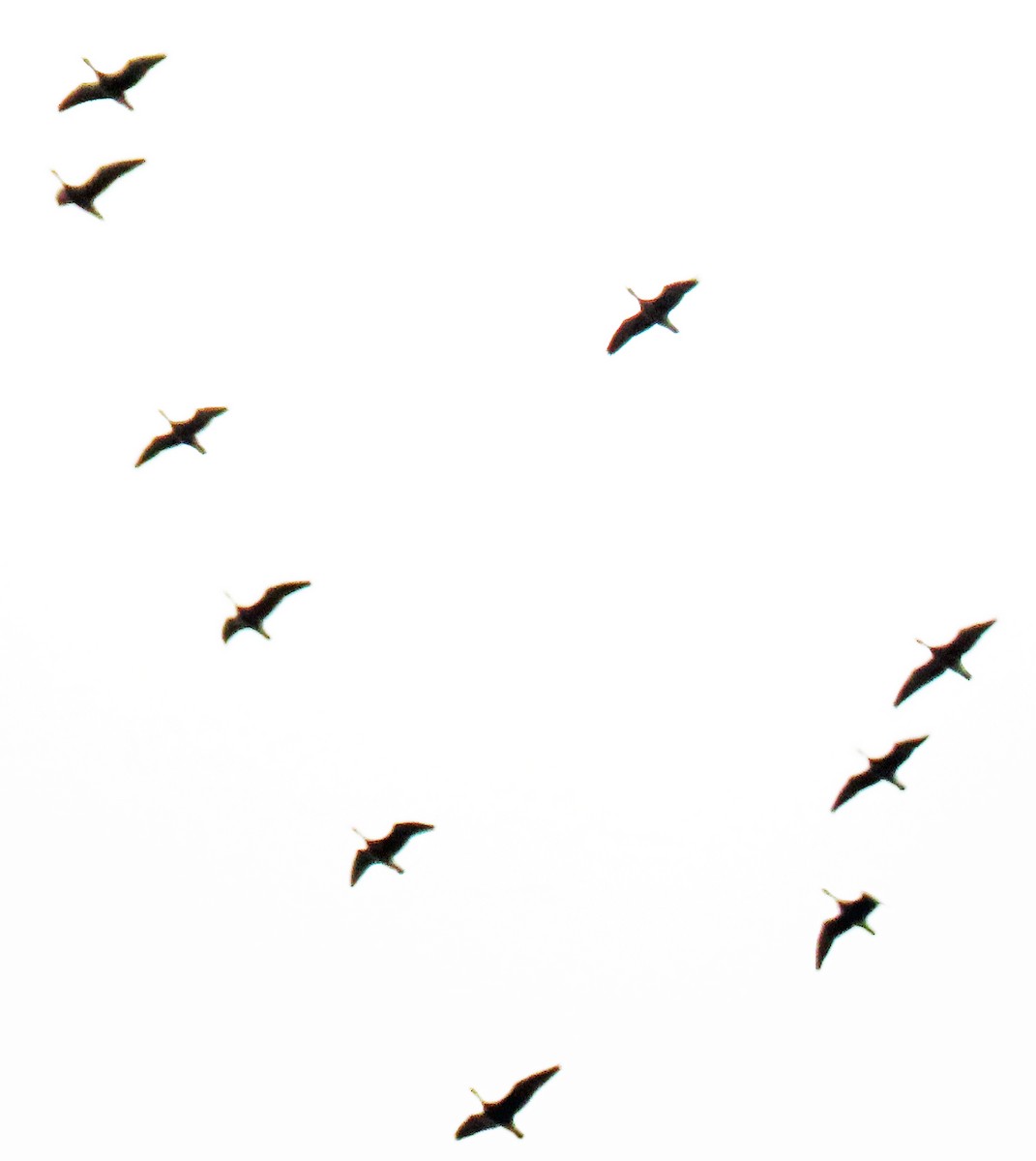 eBird Checklist - 27 Apr 2025 - Dallas Retirement Village - 12 species