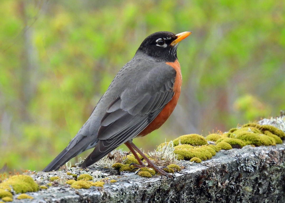 ML634552613 - American Robin - Macaulay Library