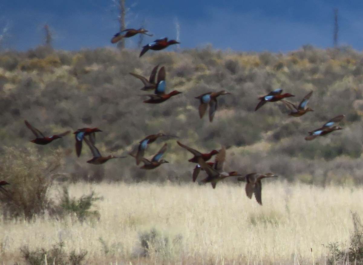 eBird Checklist - 25 Apr 2025 - Alamosa NWR - 35 species