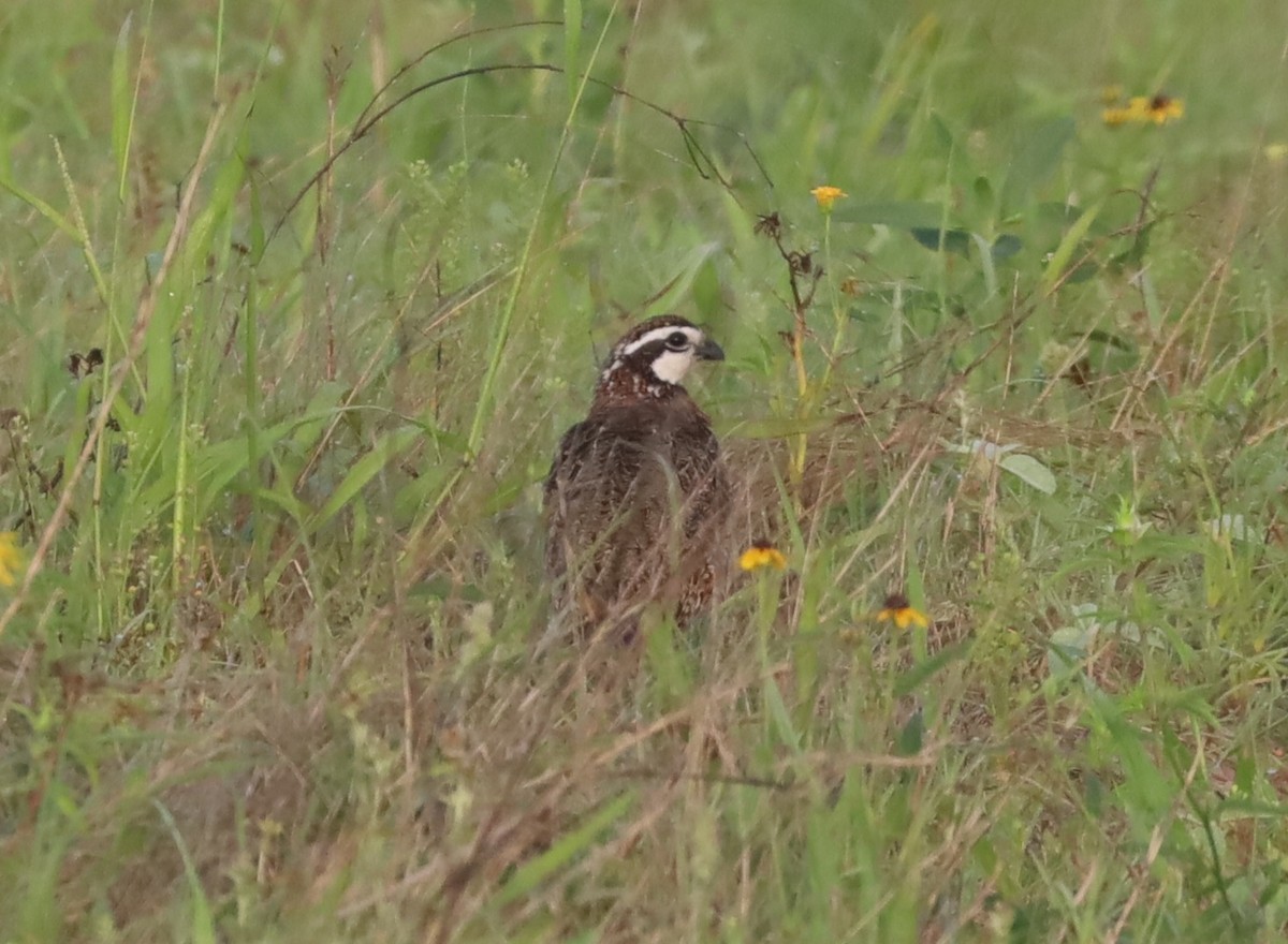 eBird Checklist - 22 Apr 2025 - King Ranch--Norias Division (Kenedy Co ...