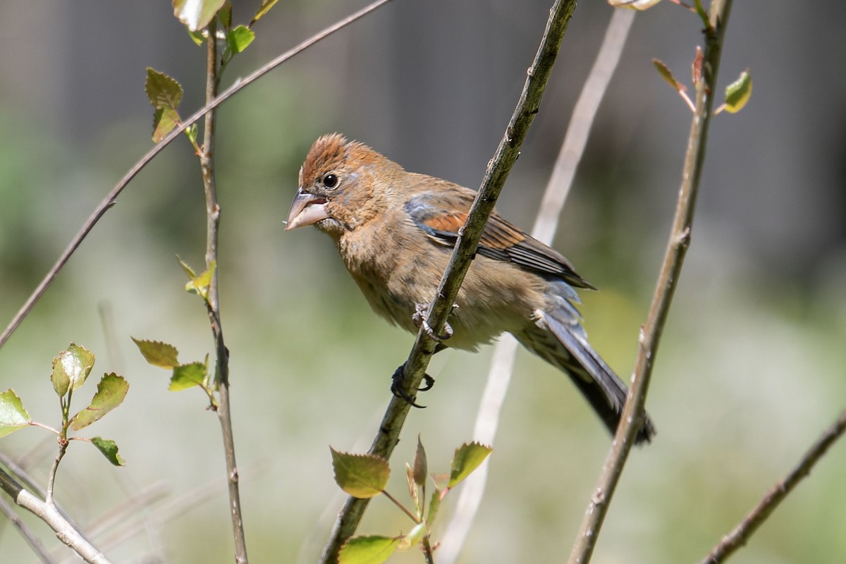 eBird Checklist - 27 Apr 2025 - Worthington Hills, Columbus - 17 species