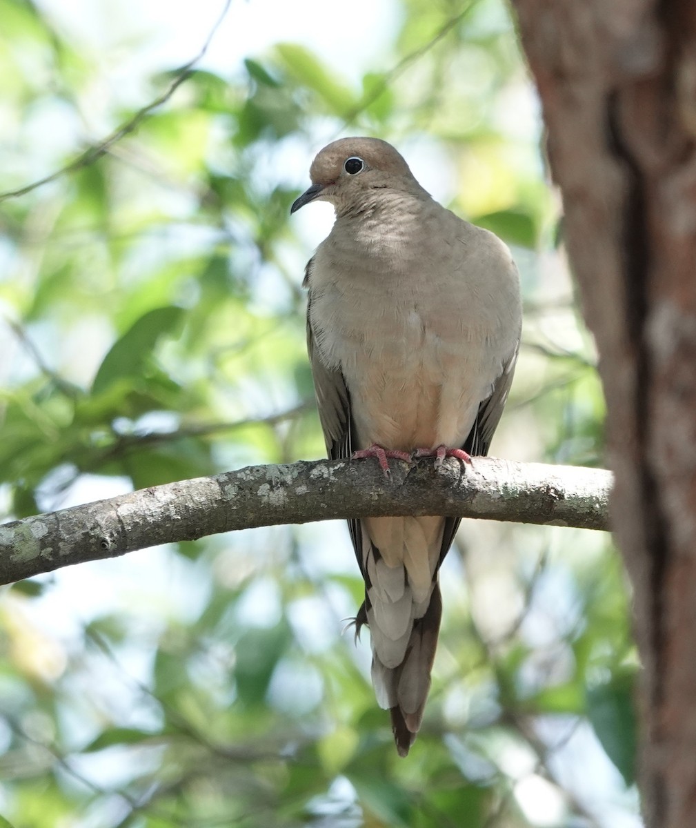 eBird Checklist - 28 Apr 2025 - My Backyard - 21 species