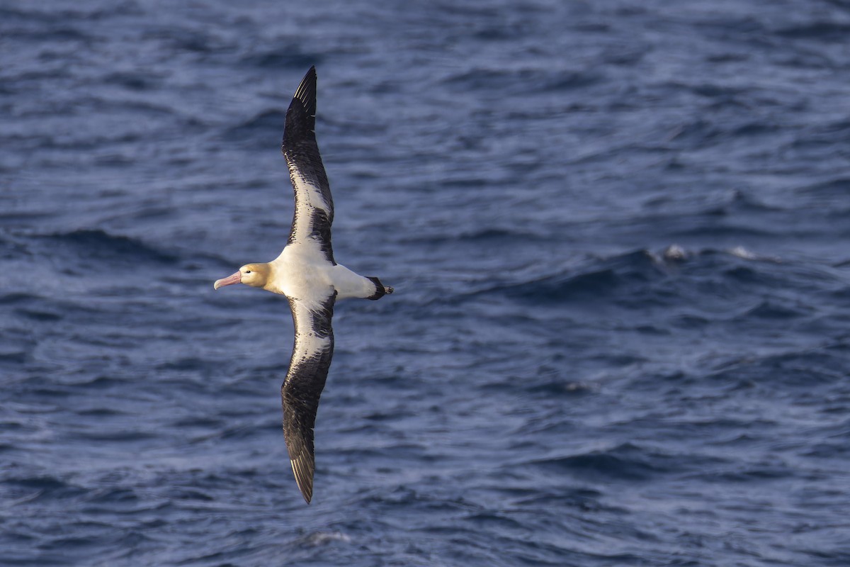 ML634558502 - Short-tailed Albatross - Macaulay Library