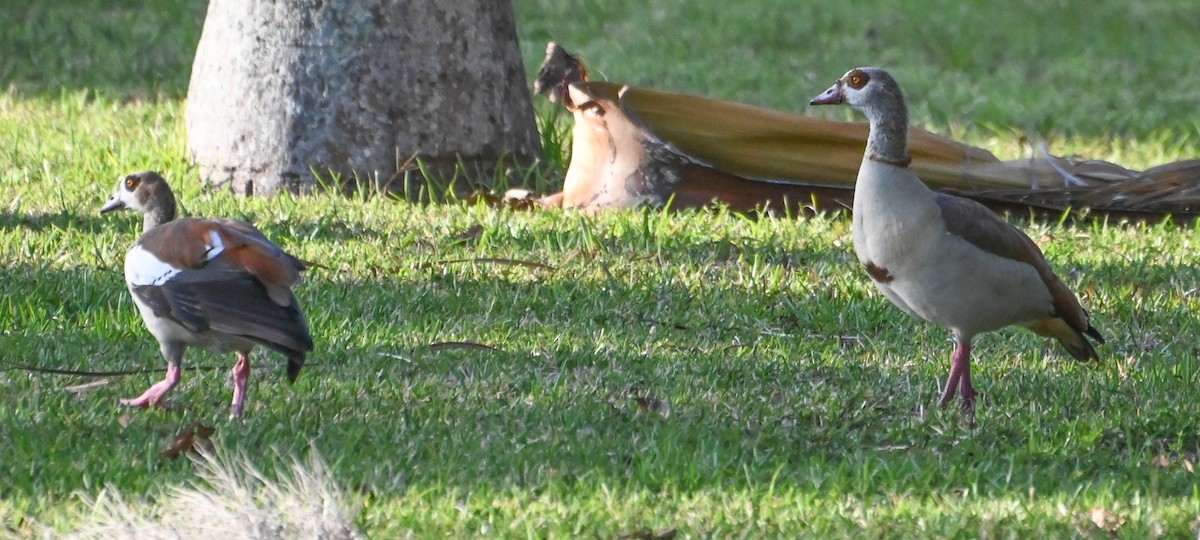 eBird Checklist - 26 Apr 2025 - Crandon Park - 41 species