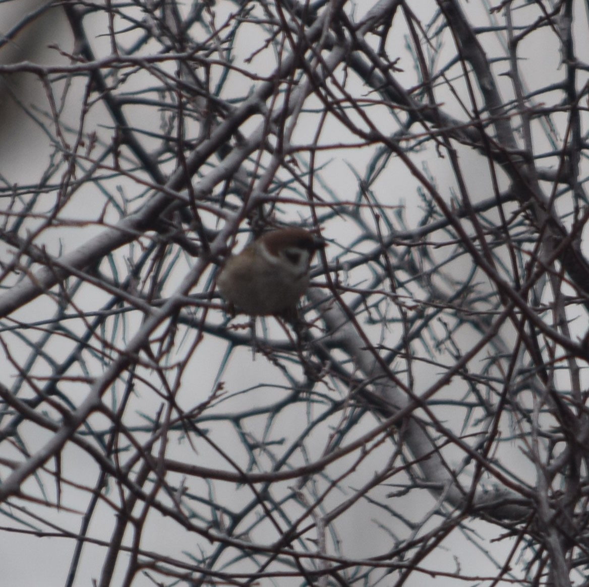 eBird Checklist - 27 Apr 2025 - Rytter farm - 16 species