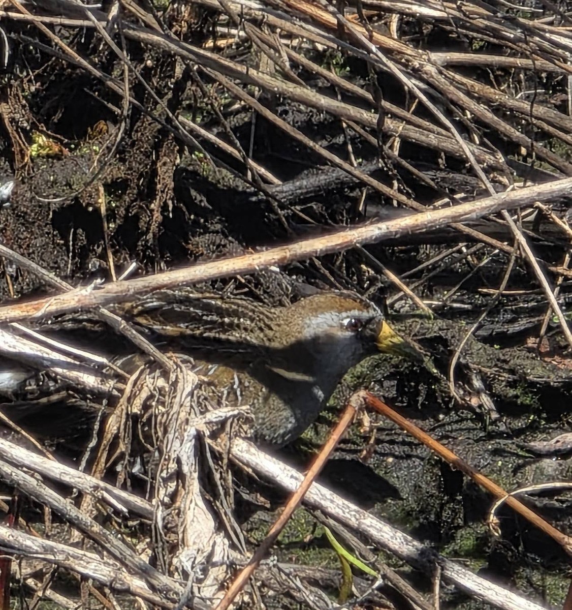 eBird Checklist - 27 Apr 2025 - Hofma Preserve - 33 species