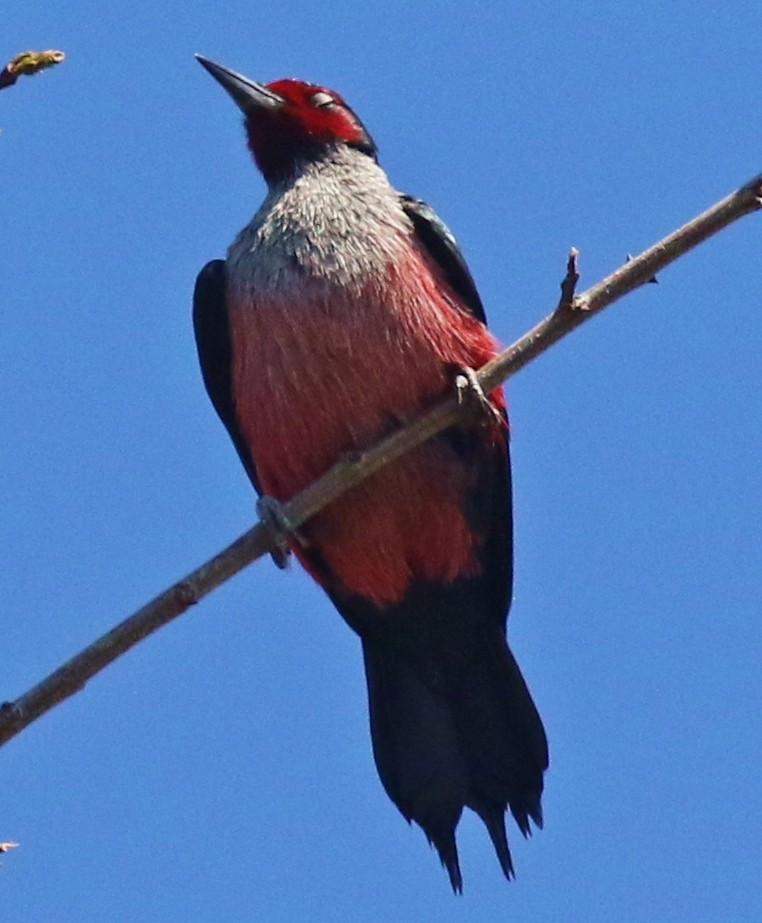 eBird Checklist - 27 Apr 2025 - Mt Shasta - Kenneth Way - 3 species
