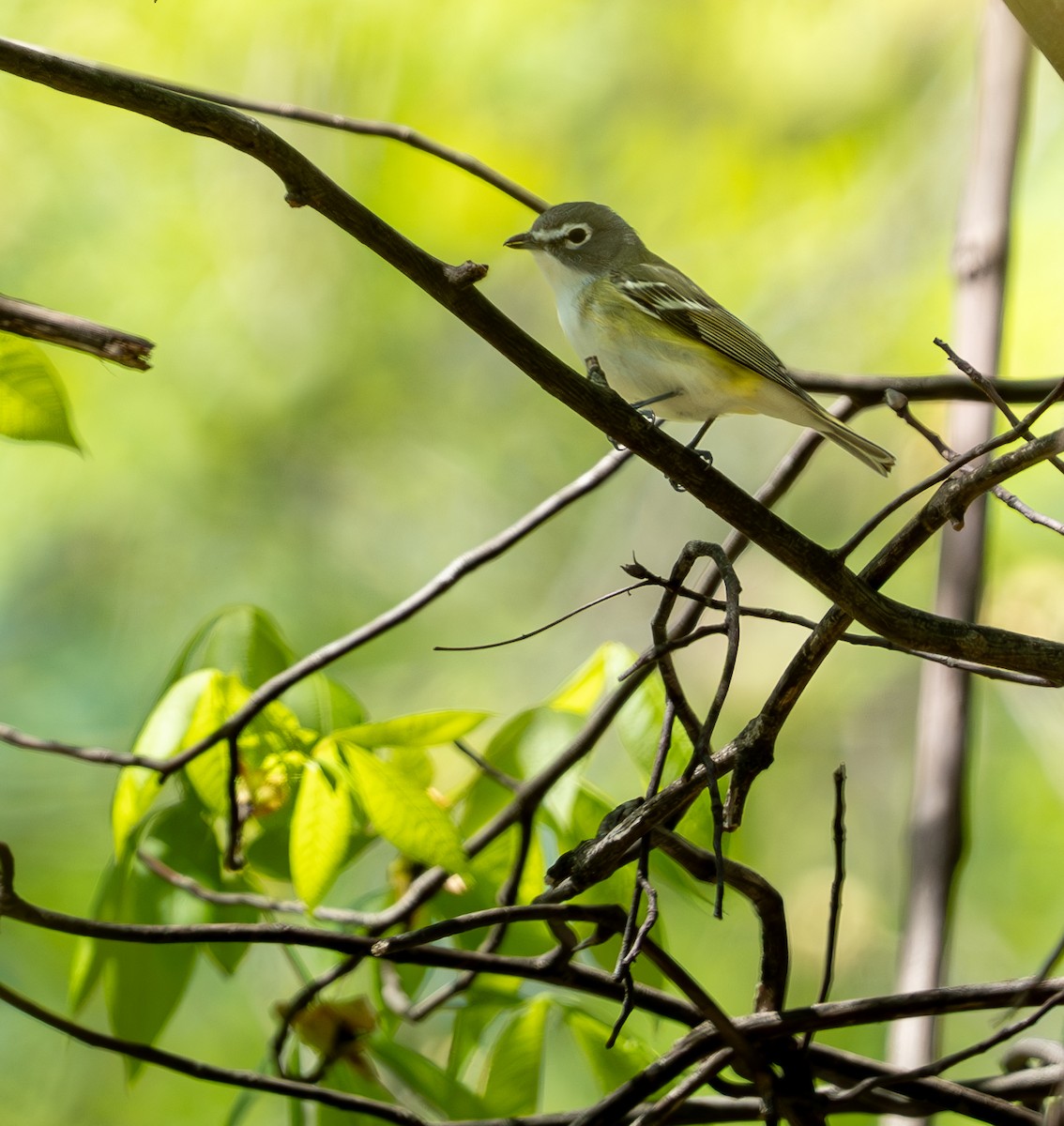 eBird Checklist - 27 Apr 2025 - G.R. Thompson WMA--Trillium Trail - 29 ...