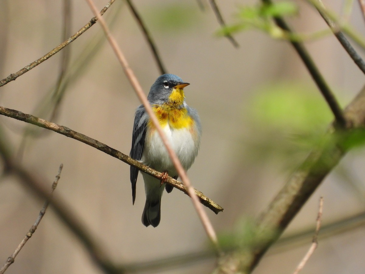 ML634569894 - Northern Parula - Macaulay Library