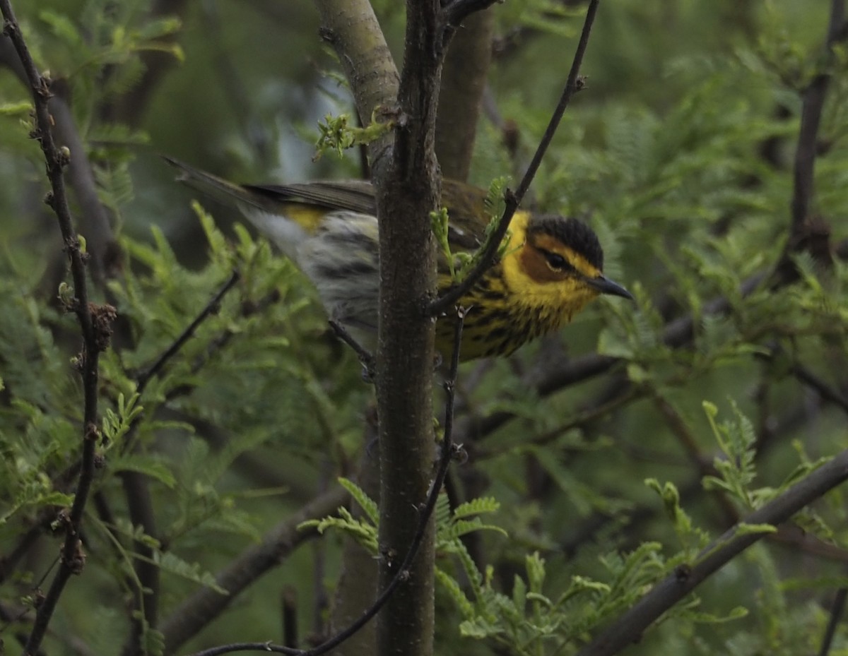 eBird Checklist - 27 Apr 2025 - Packery Channel Oak Motte Sanctuary ...