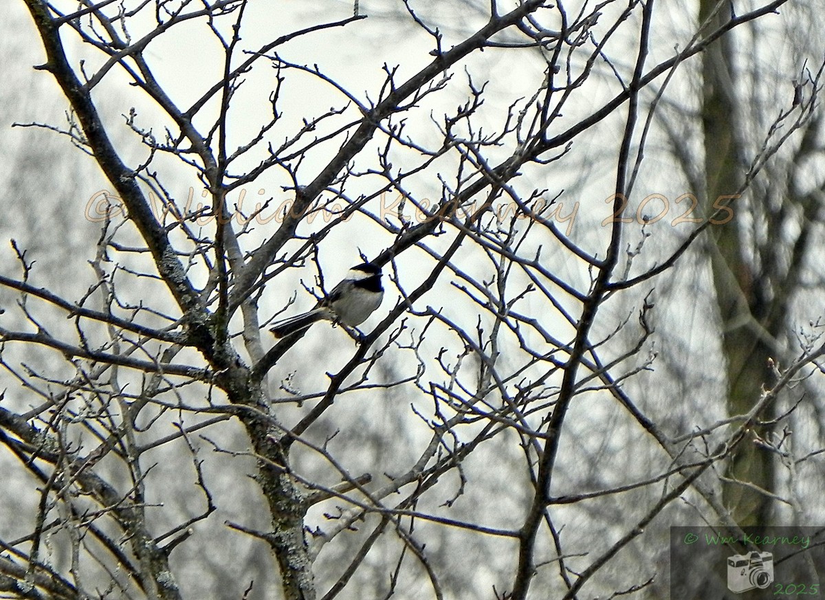 eBird Checklist - 26 Apr 2025 - My Yard HOT SPOT - 22 species