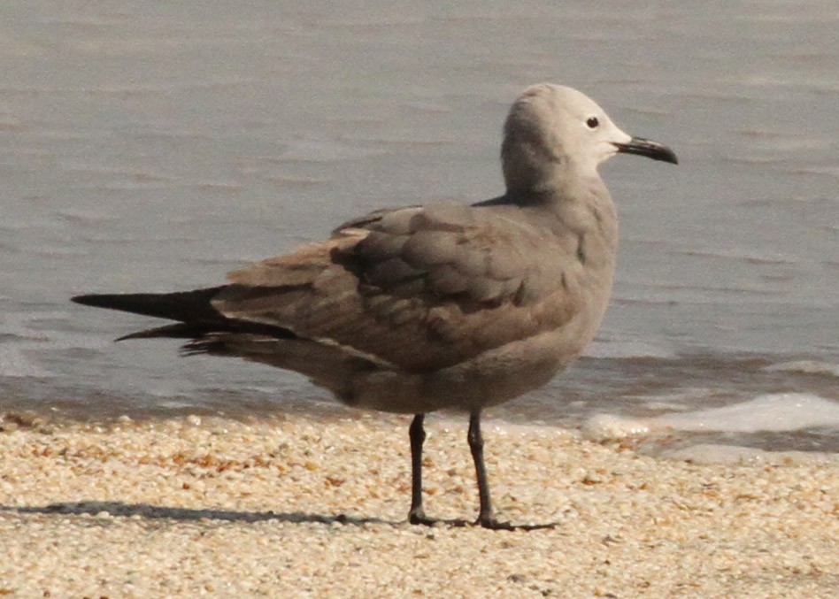 ML634575923 - Gray Gull - Macaulay Library