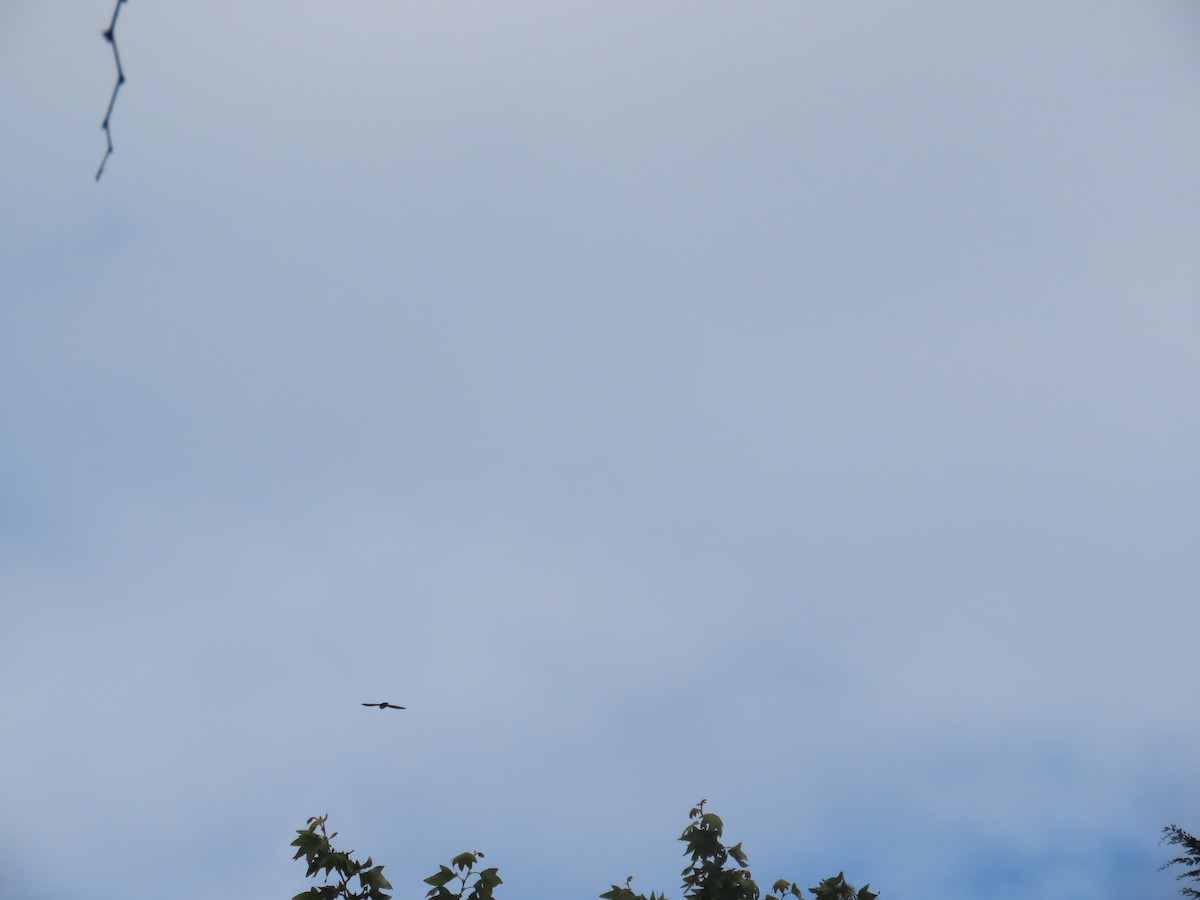 eBird Checklist - 27 Apr 2025 - Bates Rd. bridge (VEN Co.) - 43 species ...